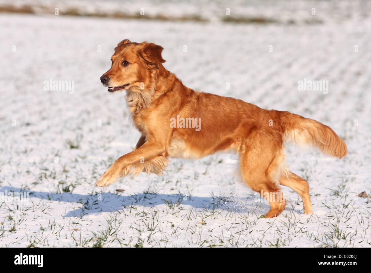 running Golden Retriever Stock Photo - Alamy
