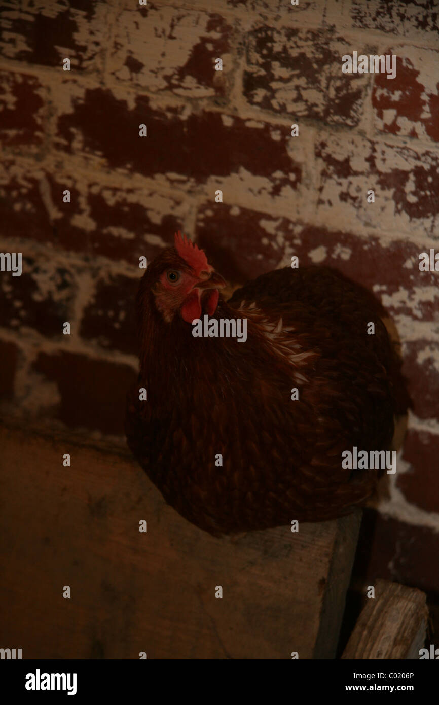 home to roost Stock Photo - Alamy