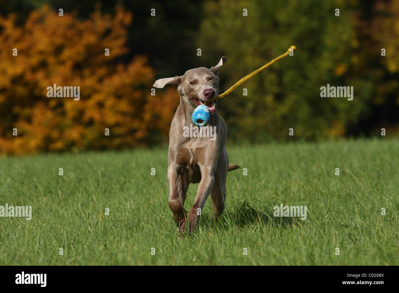 Weimaraner dog ball mouth hi-res stock photography and images - Alamy