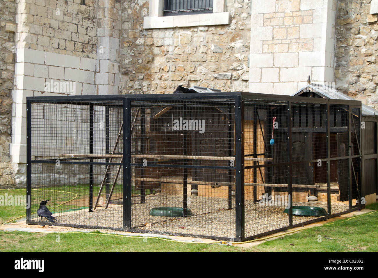 Ravens at the Tower of London Stock Photo - Alamy