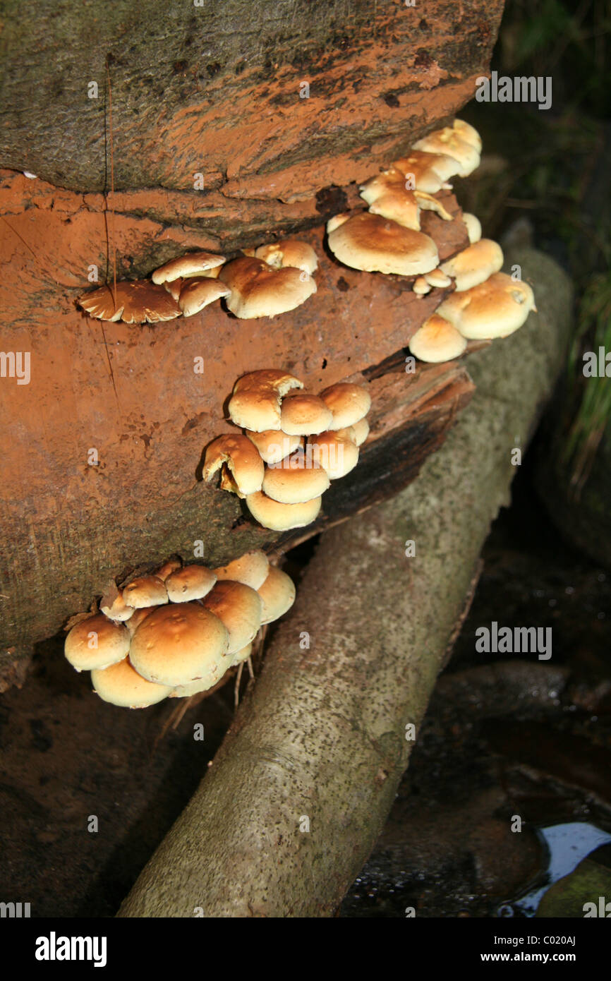 Fungus on felled tree Stock Photo - Alamy
