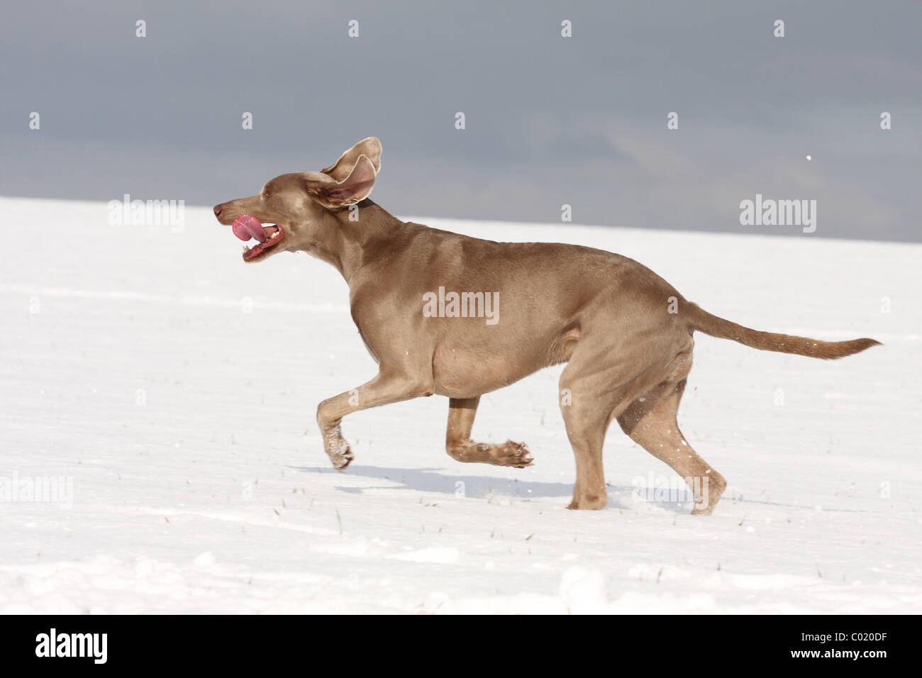Weimaraner in profile hi-res stock photography and images - Alamy