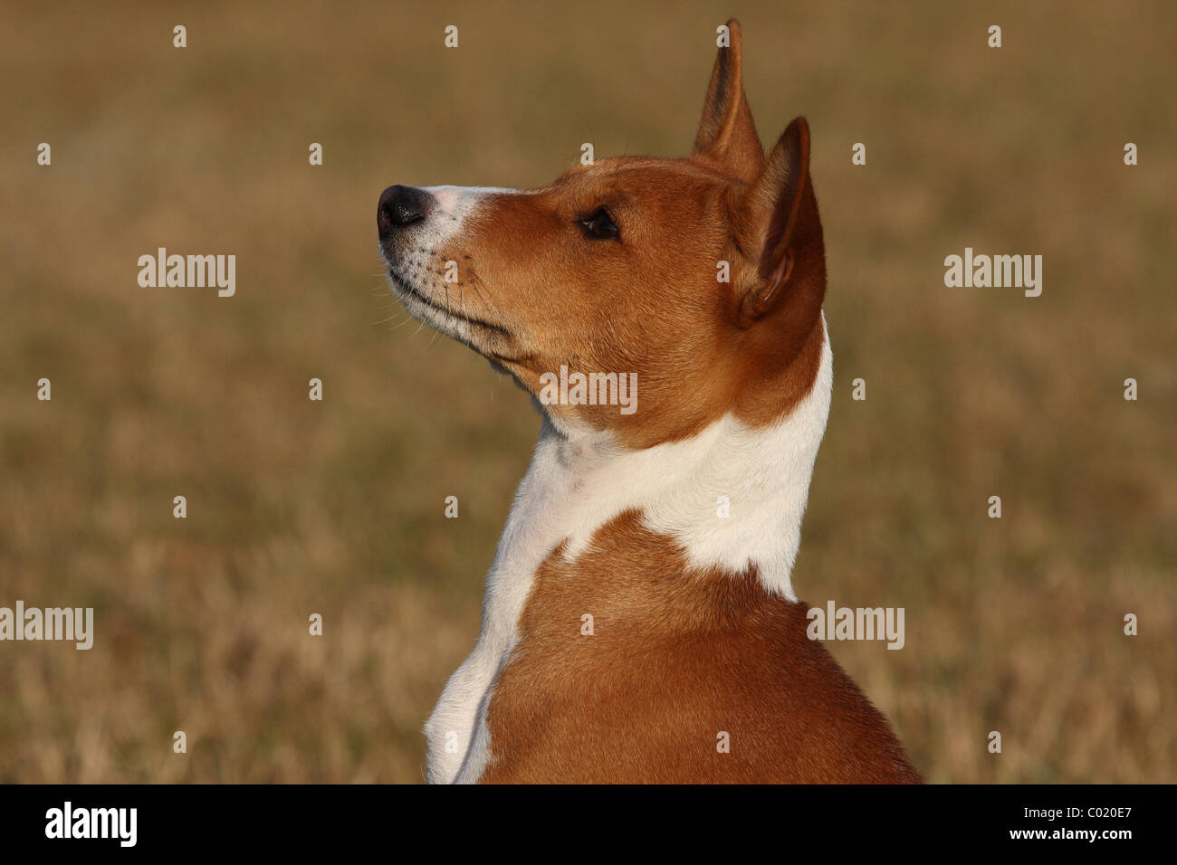 Basenji portrait hi-res stock photography and images - Alamy