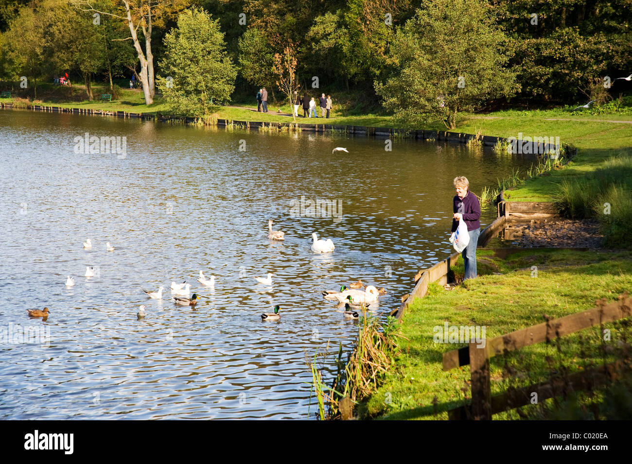 Feeding the birds, Birkacre Lodge, Yarrow Valley Country Park ...