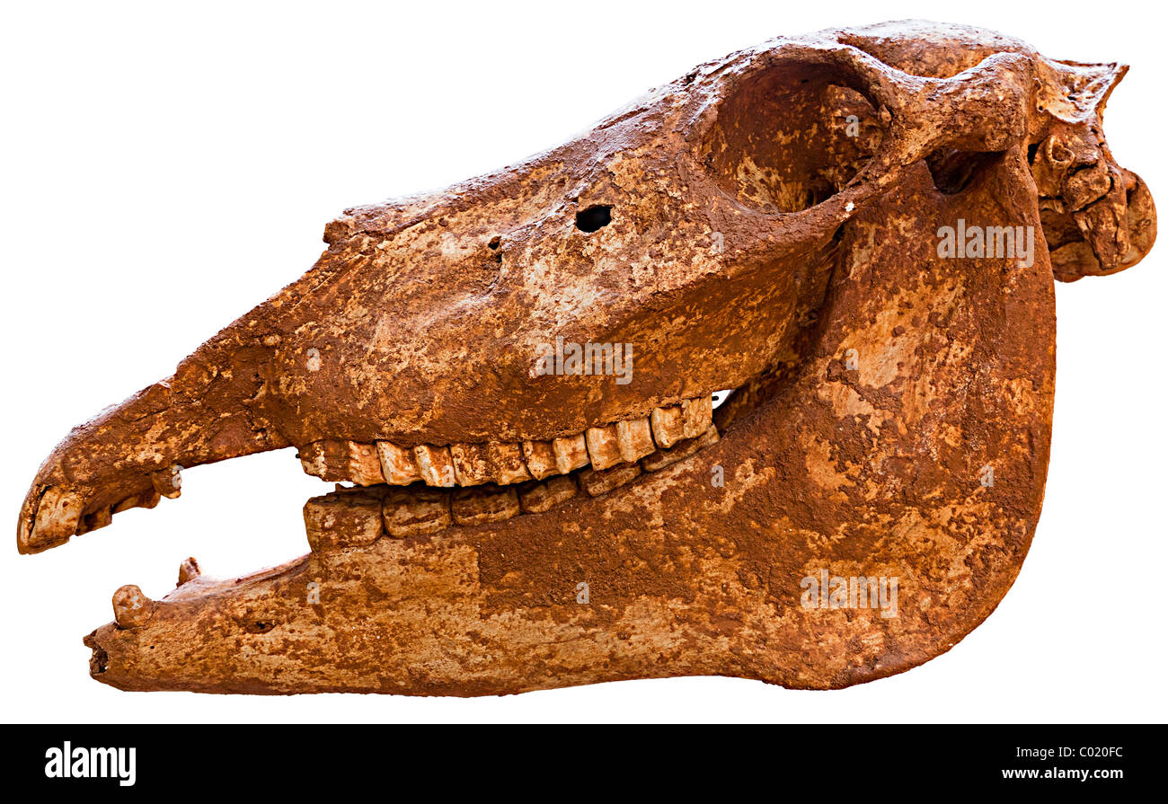 Horse skull hi-res stock photography and images - Alamy