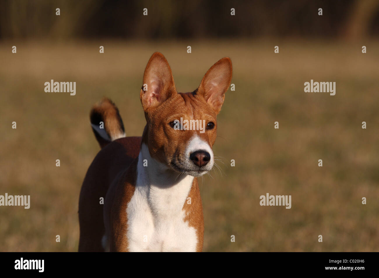 Basenji hi-res stock photography and images - Alamy