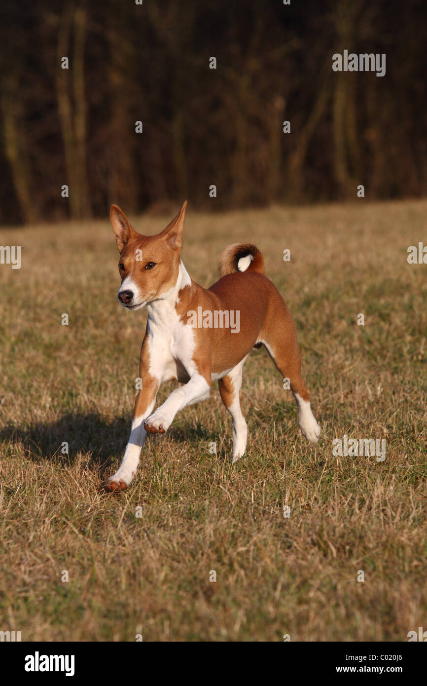 Side view young basenji hi-res stock photography and images - Alamy