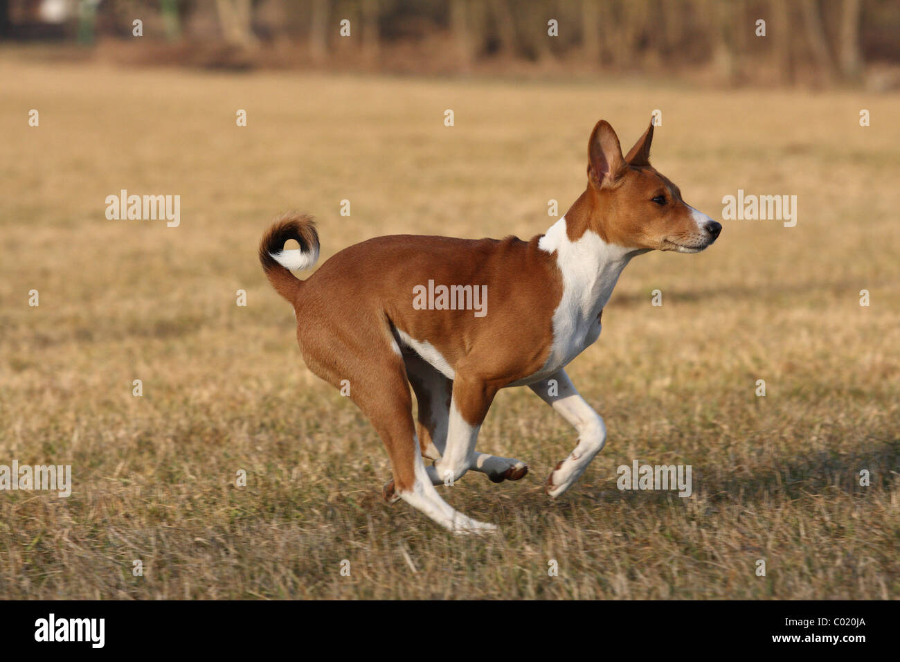Side view young basenji hi-res stock photography and images - Alamy