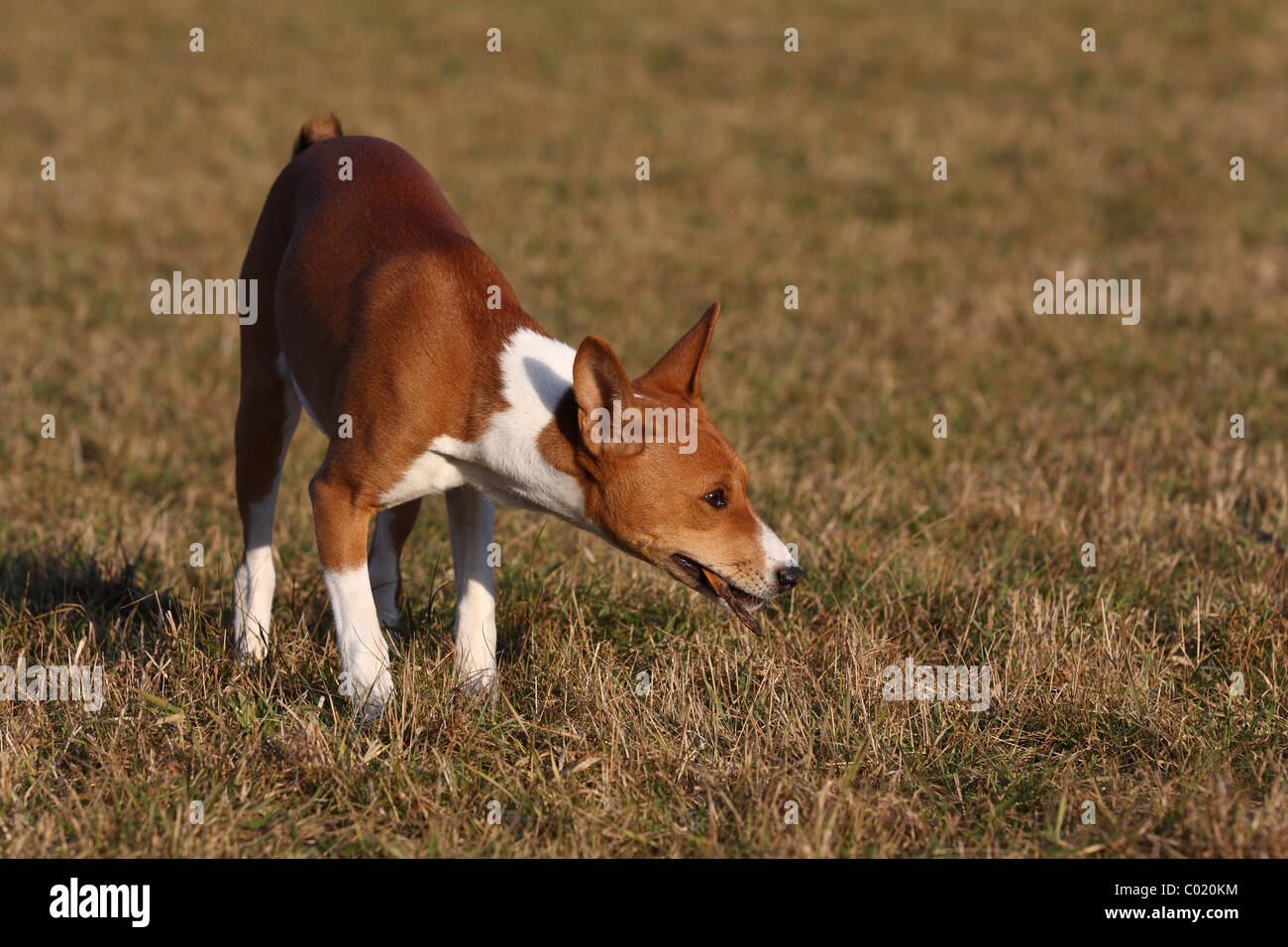 Basenji hi-res stock photography and images - Alamy