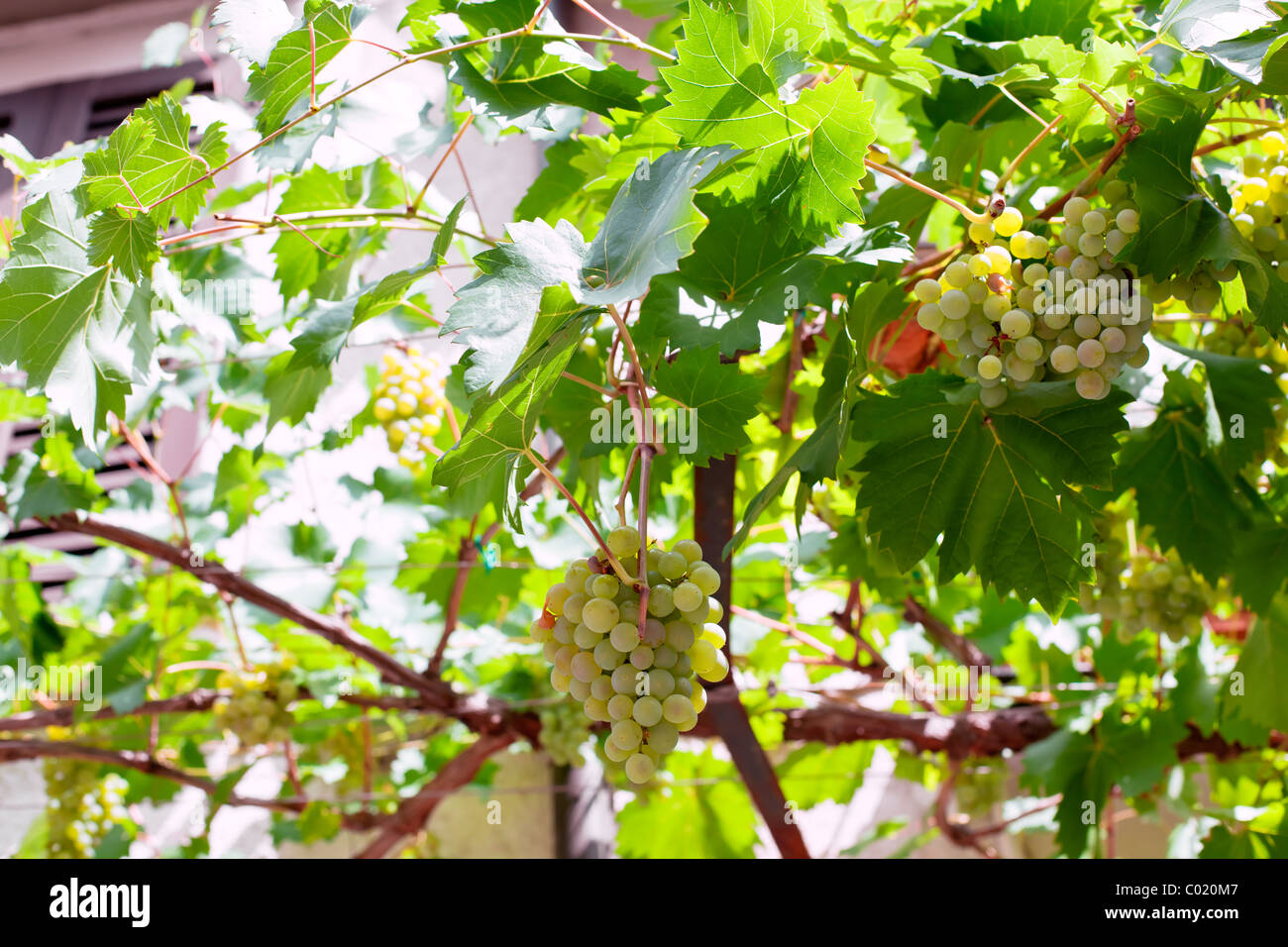 white grapes on house wall. horizontal shot Stock Photo - Alamy