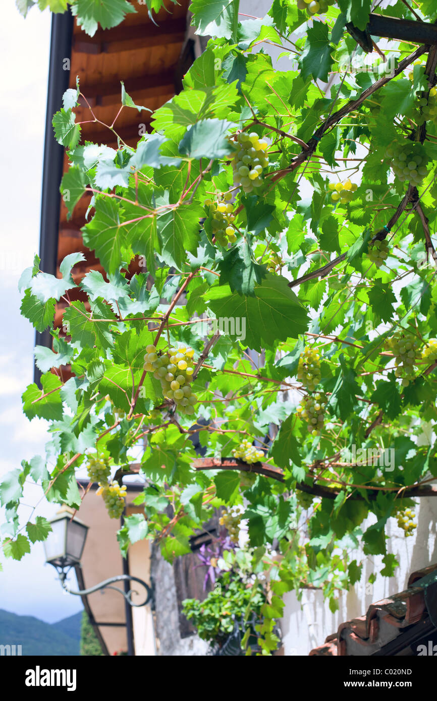 white grapes on house wall. vertical shot Stock Photo - Alamy