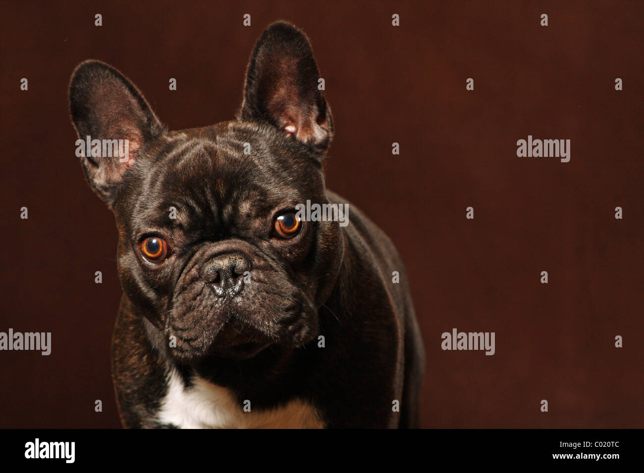 Brown french bulldog hi-res stock photography and images - Alamy