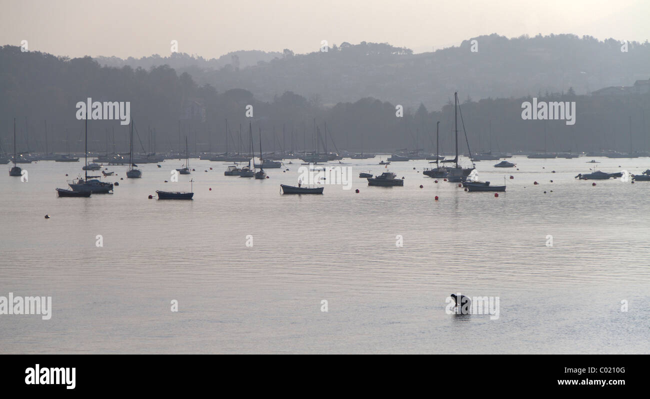 Man collecting scallops in the Basque country Stock Photo - Alamy