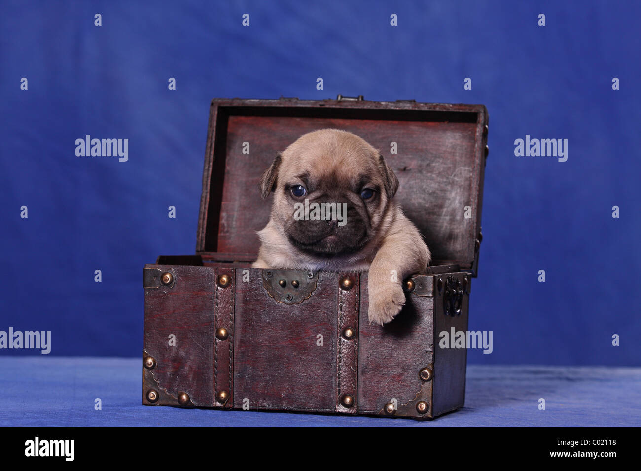 French box camera hi-res stock photography and images - Alamy