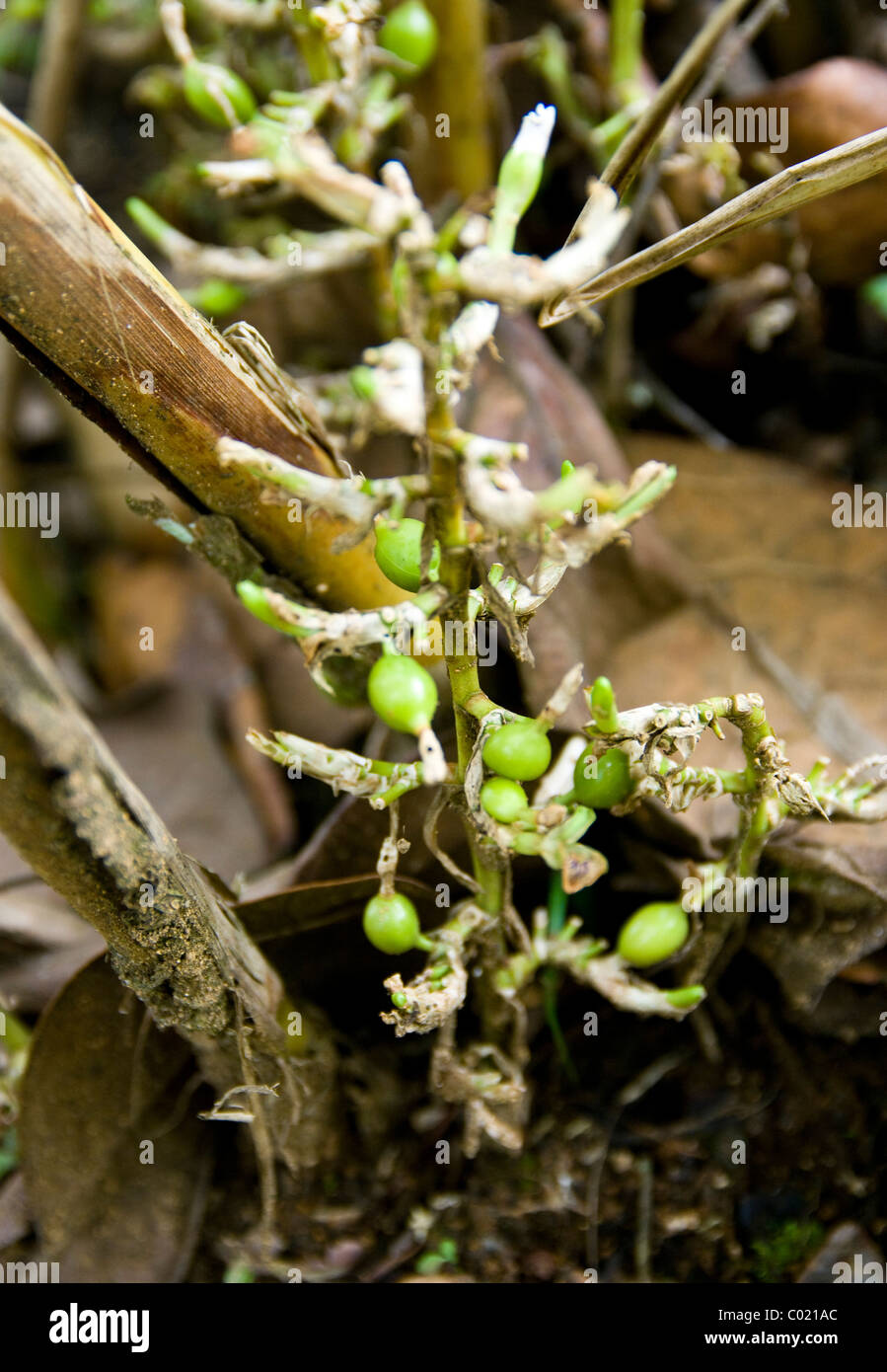 Guatemala. Cardamom spices. Elettaria Cardamomun Stock Photo - Alamy