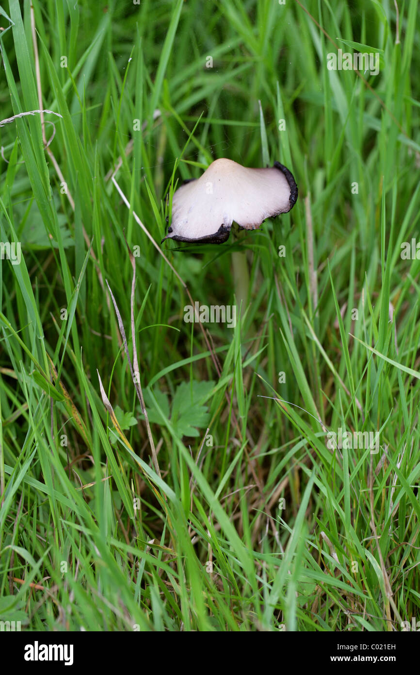 Common Inkcap Toadstool, Coprinopsis atramentaria, Psathyrellaceae ...