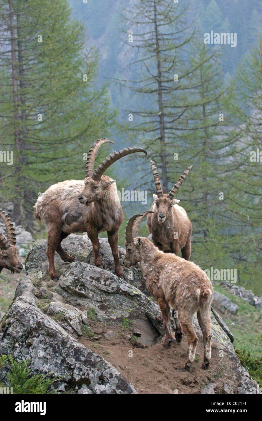 Alpine mammals hi-res stock photography and images - Alamy
