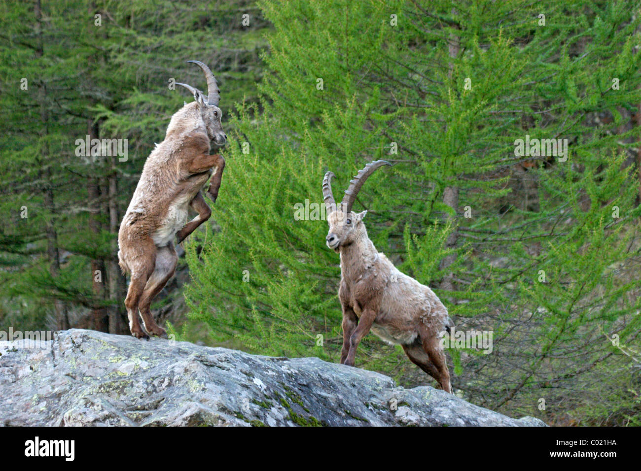 Mammals Mountain Goats Fighting High Resolution Stock Photography and ...