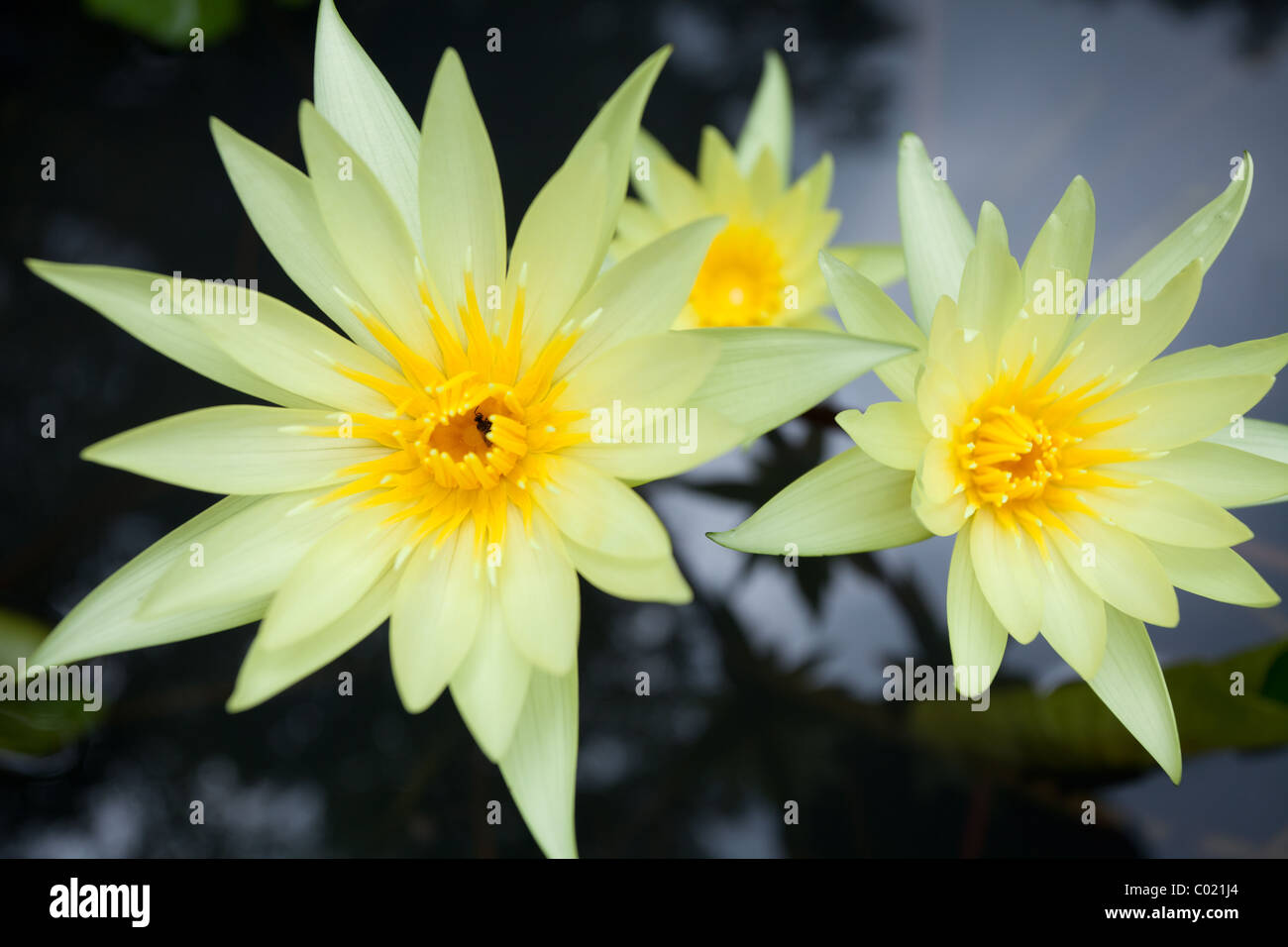Yellow water lily Stock Photo - Alamy