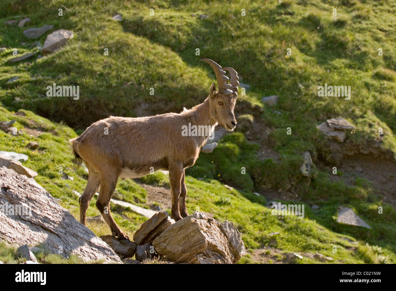 Child with alpine ibex hi-res stock photography and images - Alamy