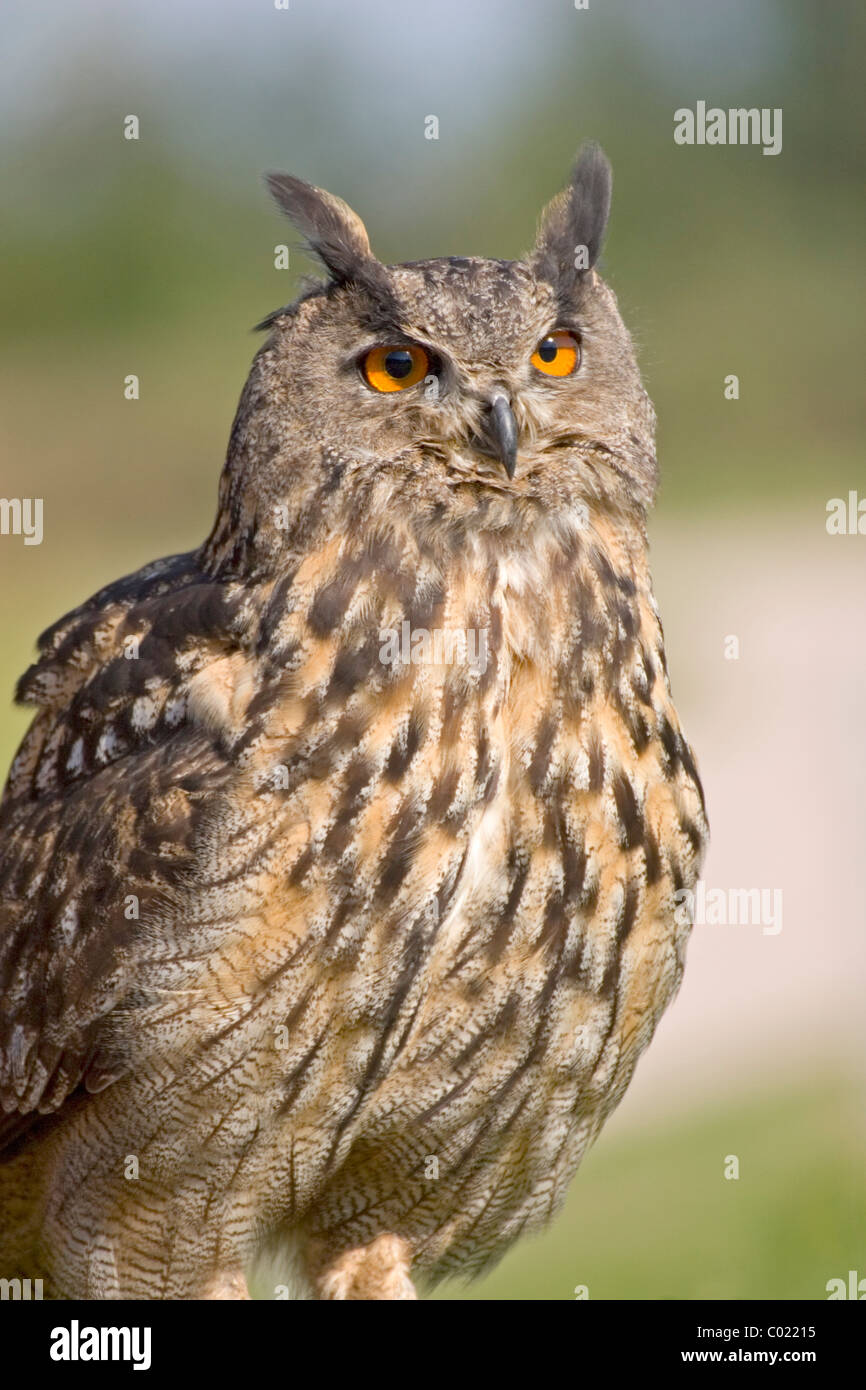 Owl eagle owl hi-res stock photography and images - Alamy