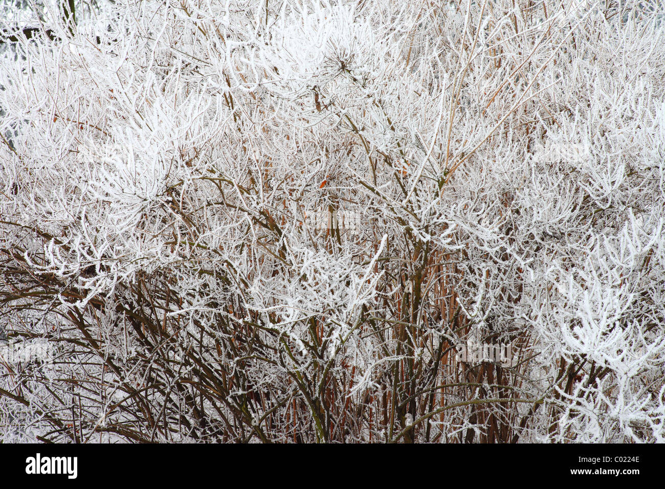 Hoar frost covered bush frosty chilly cool frozen cold Stock Photo - Alamy