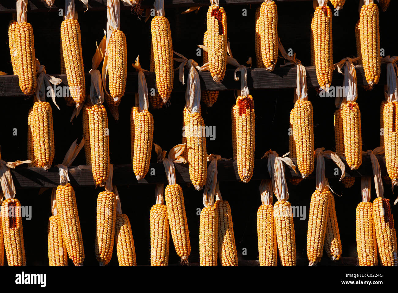 Corn Ears High Resolution Stock Photography and Images - Alamy