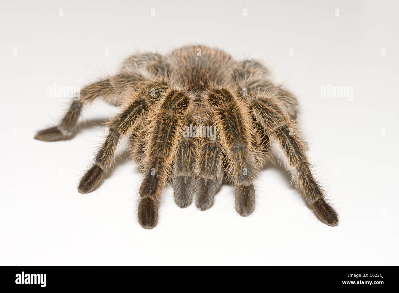 Dangerous tarantula spider hi-res stock photography and images - Alamy