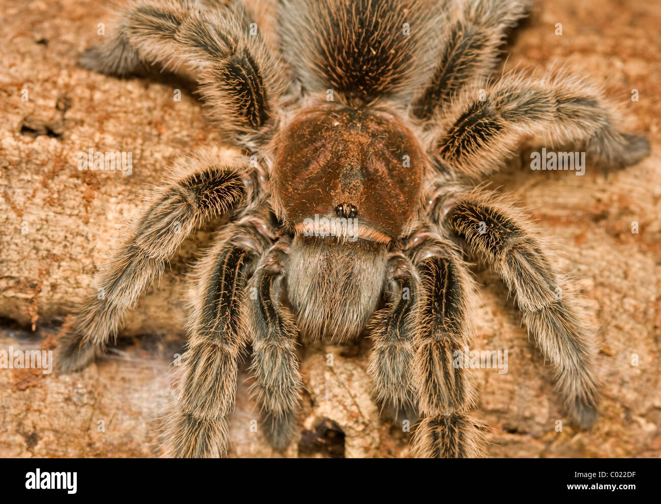 Spider tarantula hi-res stock photography and images - Alamy
