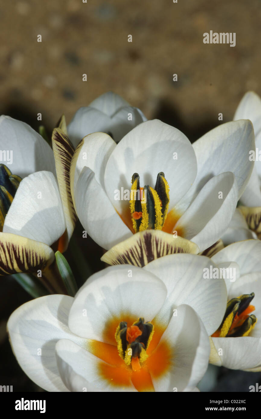 rocus biflorus subspecies isauricus Stock Photo - Alamy