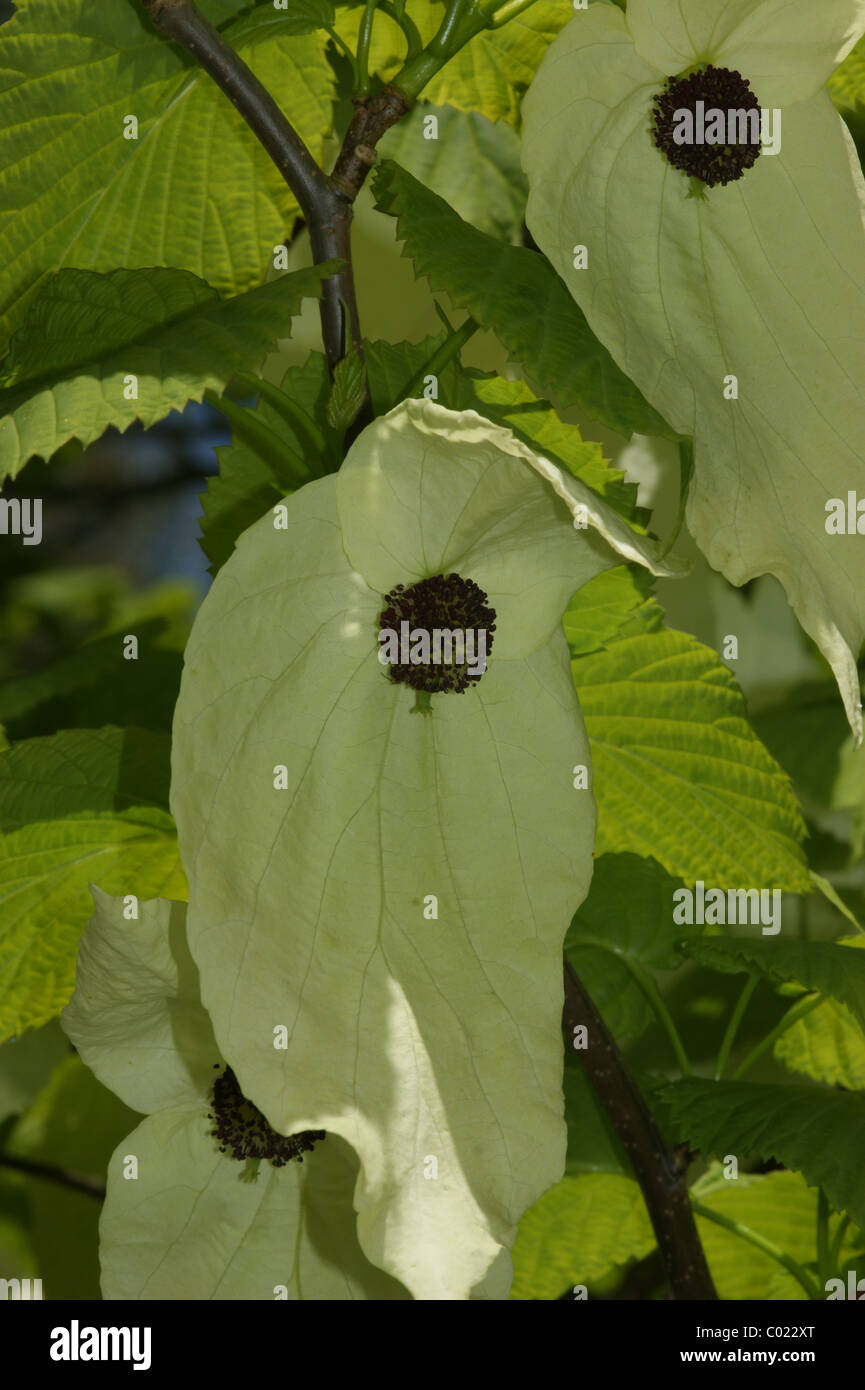 Davidia involucrata handkerchief tree hi-res stock photography and ...