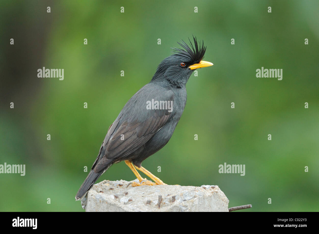 White vented myna acridotheres grandis hi-res stock photography and ...