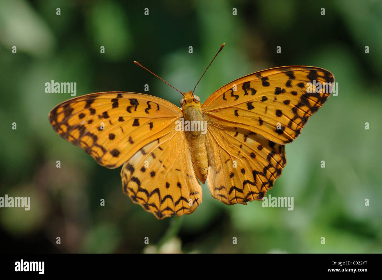 Common Leopard Butterfly (Phalanta phalantha) on Koh See Chang Island ...