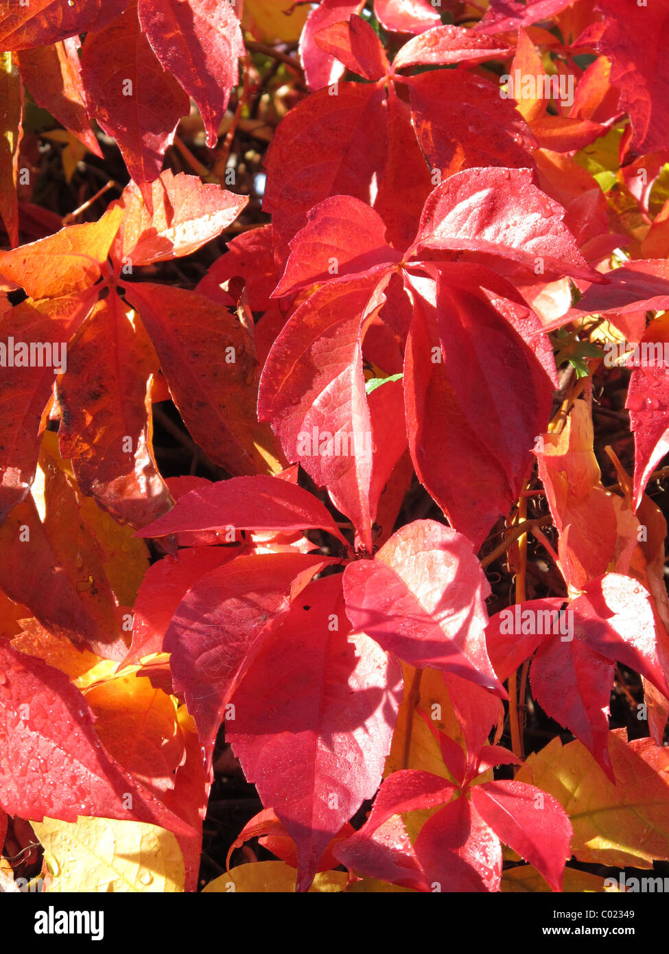 Boston Ivy in full colour in autumn Stock Photo - Alamy
