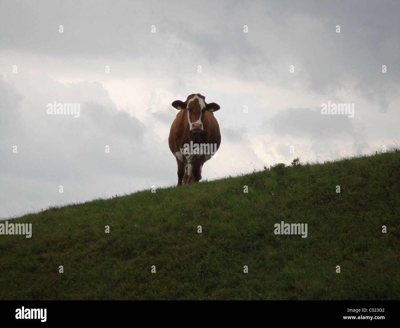 Alpine cow hi-res stock photography and images - Alamy