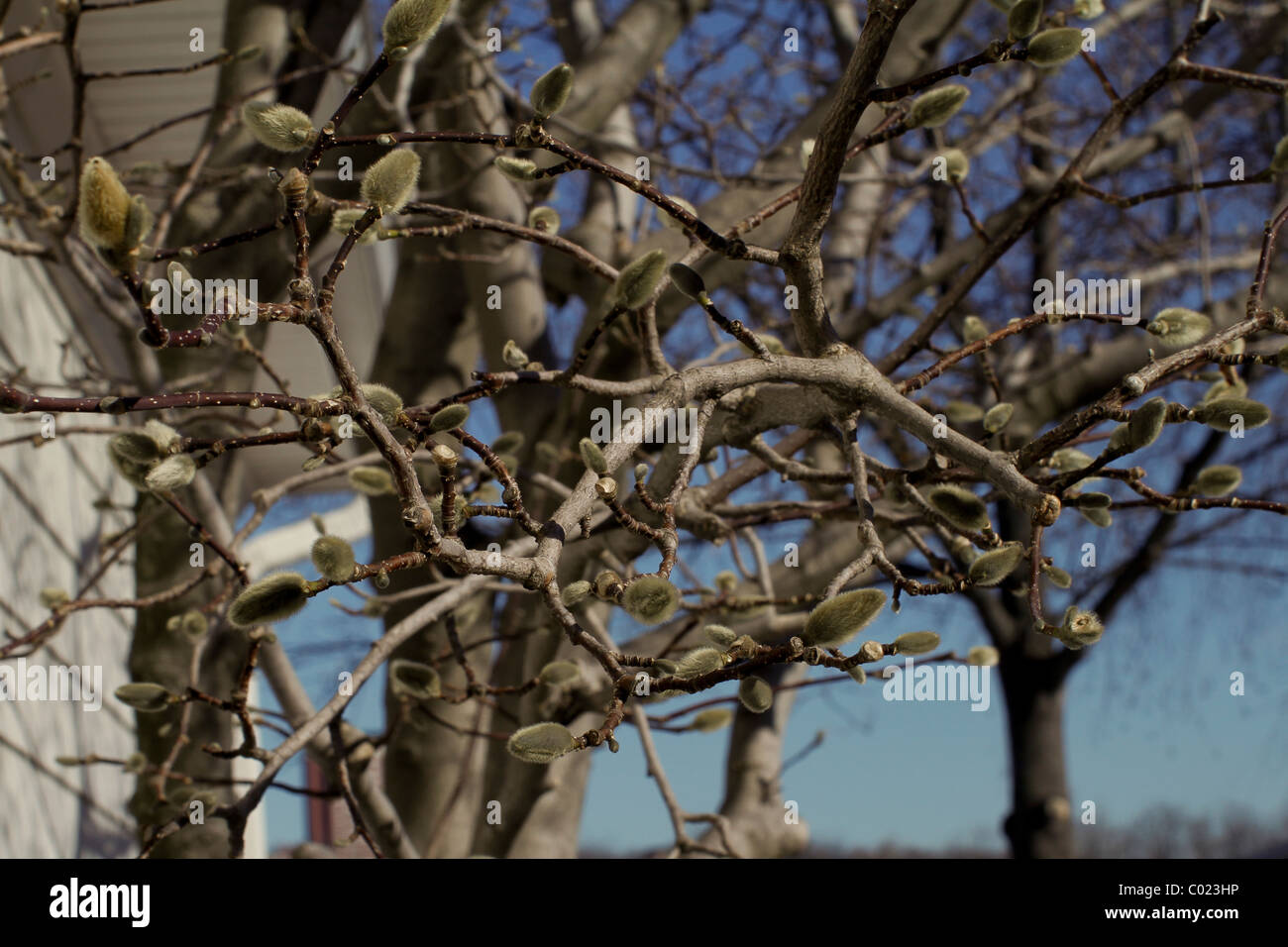 Harbinger of Spring Stock Photo - Alamy