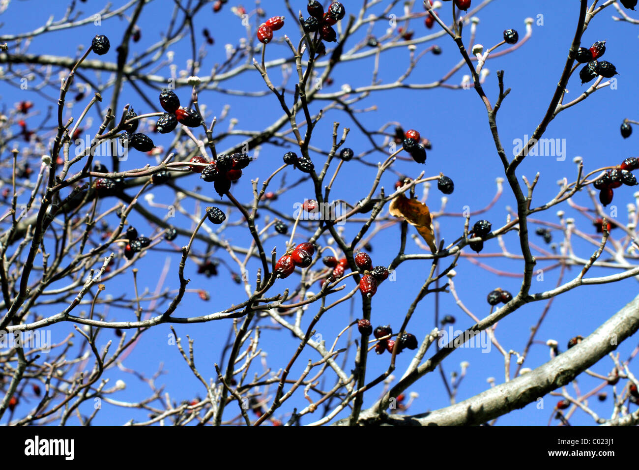 Trees with berries hi-res stock photography and images - Alamy