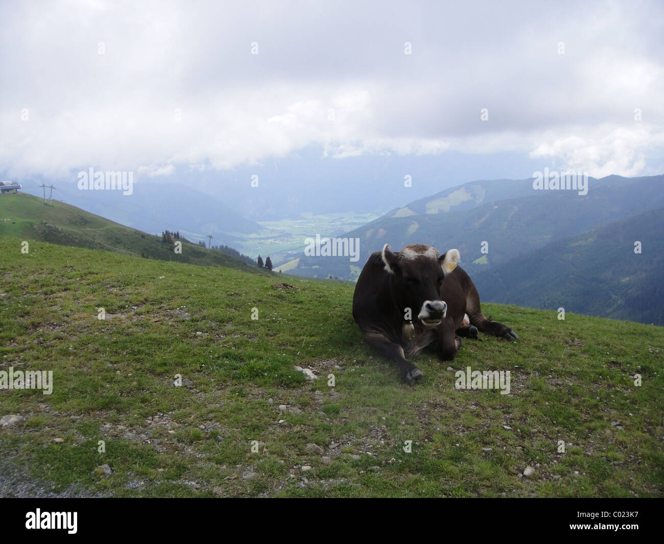 Alpine cow hi-res stock photography and images - Alamy
