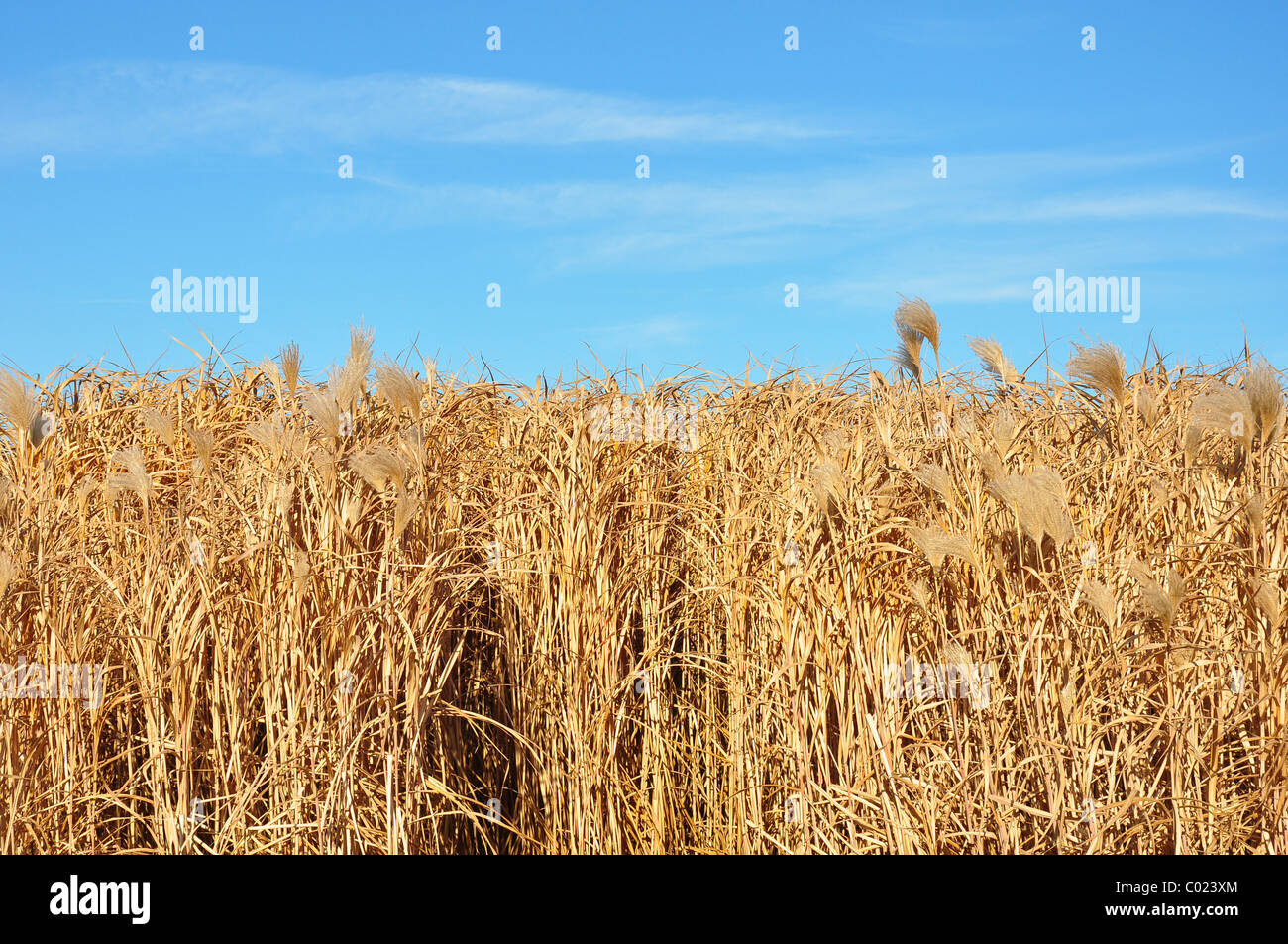 Giant grass (Miscanthus Stock Photo - Alamy
