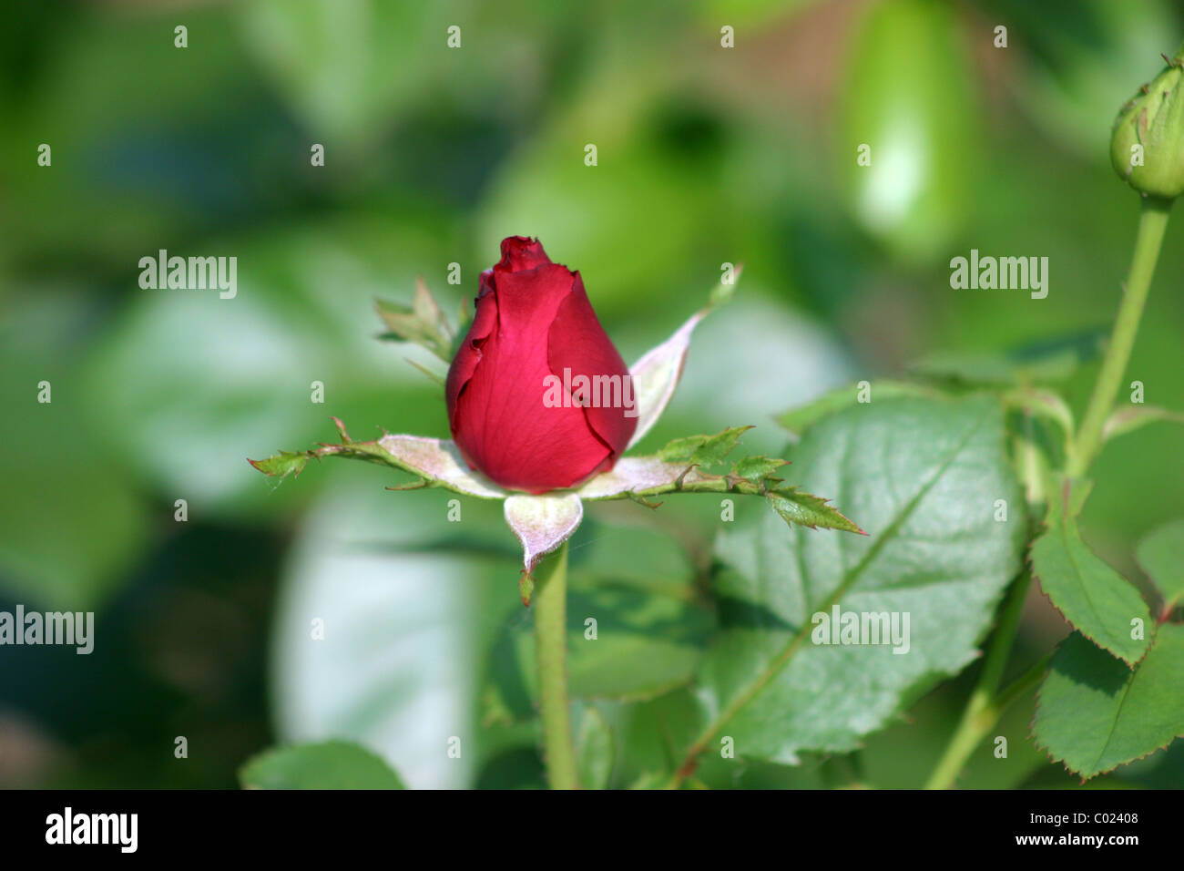 A free standing single red rose Stock Photo - Alamy