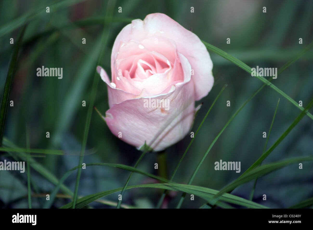 A free standing single pink rose Stock Photo - Alamy