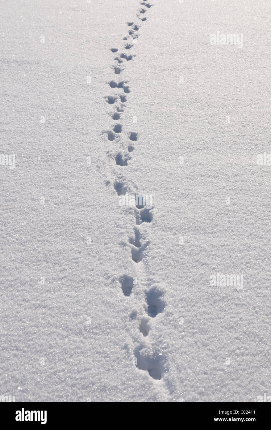 Traces in snow Stock Photo - Alamy