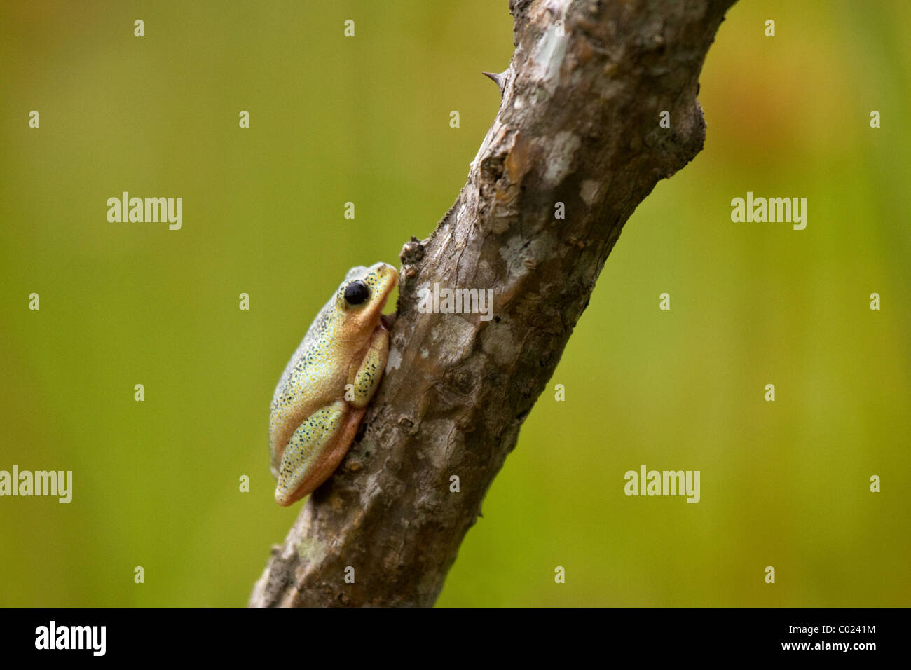 Reed frog hi-res stock photography and images - Alamy