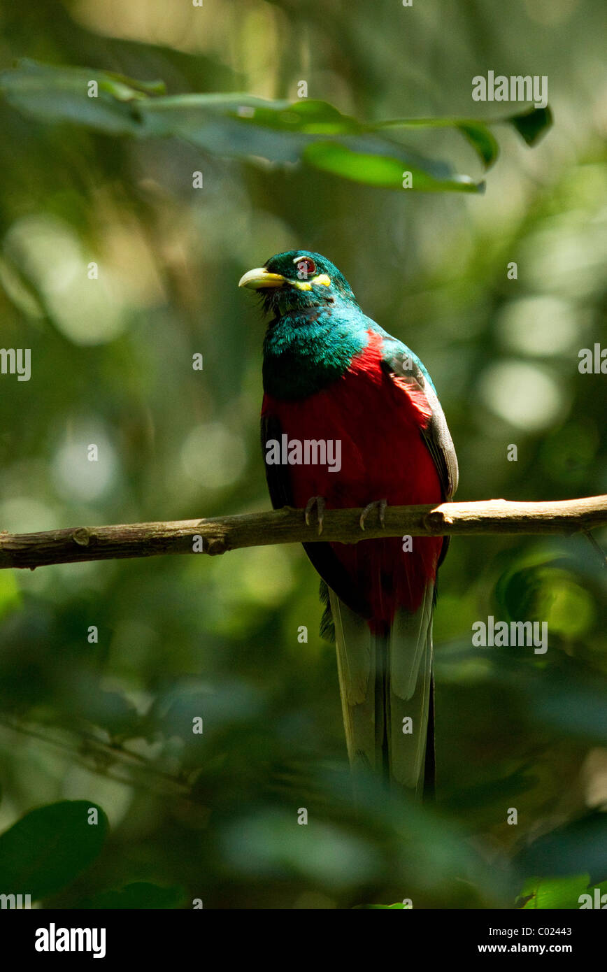 Trogan bird hi-res stock photography and images - Alamy