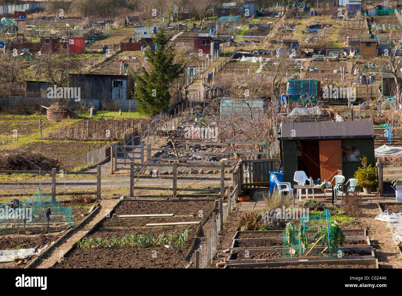 Allotments in the city centre England Stock Photo - Alamy