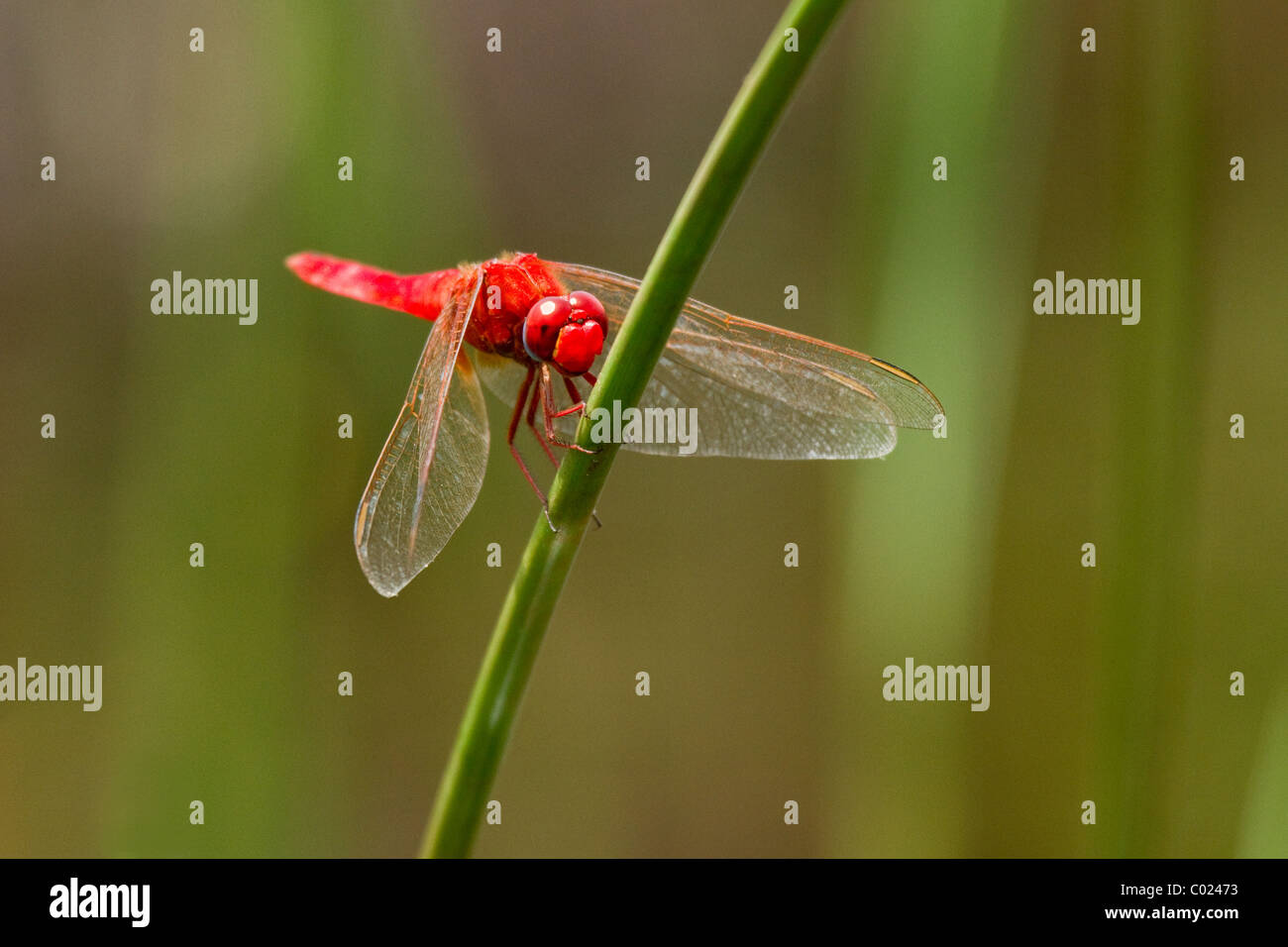 South africa dragonfly hi-res stock photography and images - Alamy
