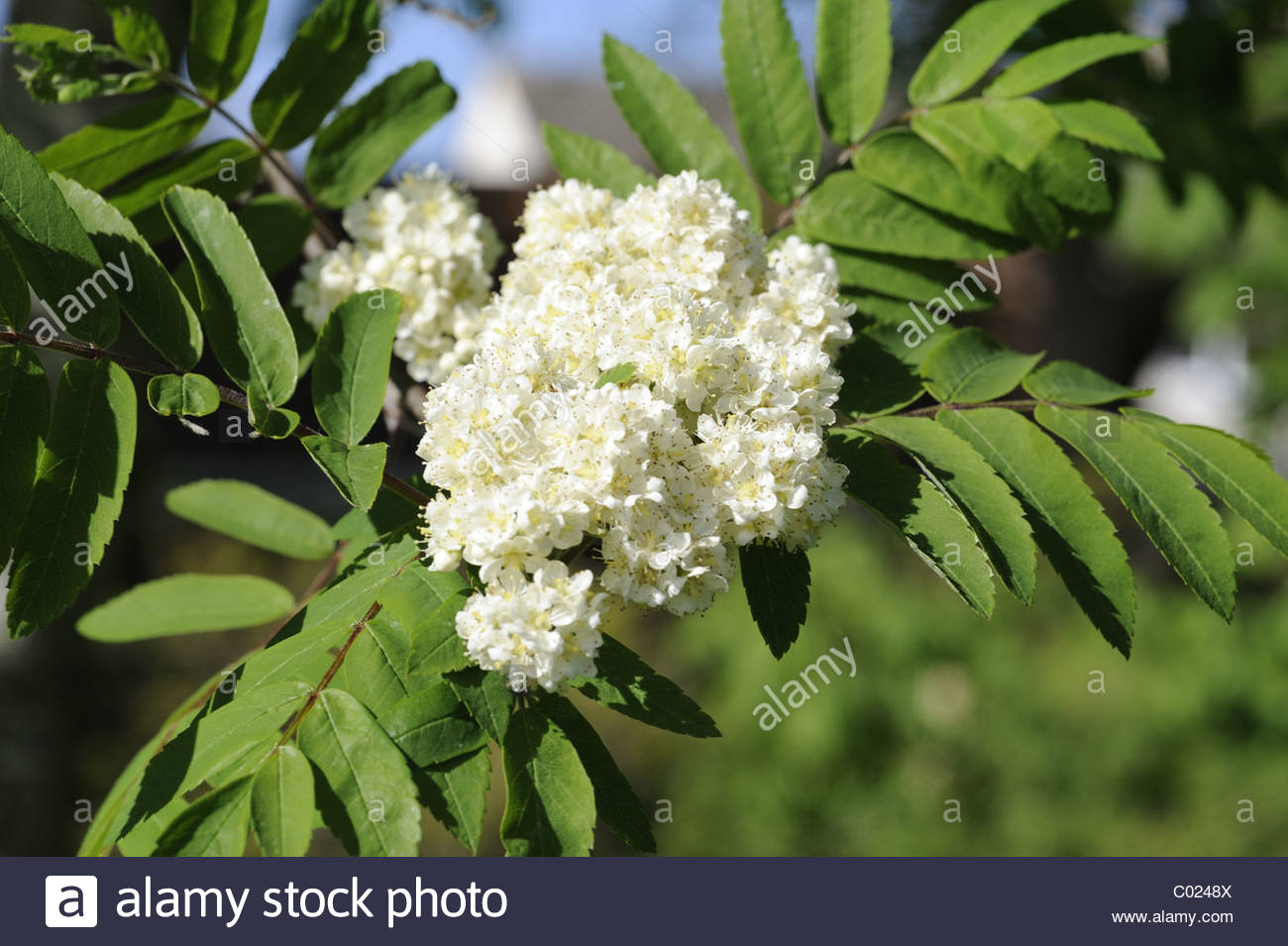 Mountain Ash Tree Flowers Stock Photos & Mountain Ash Tree Flowers ...