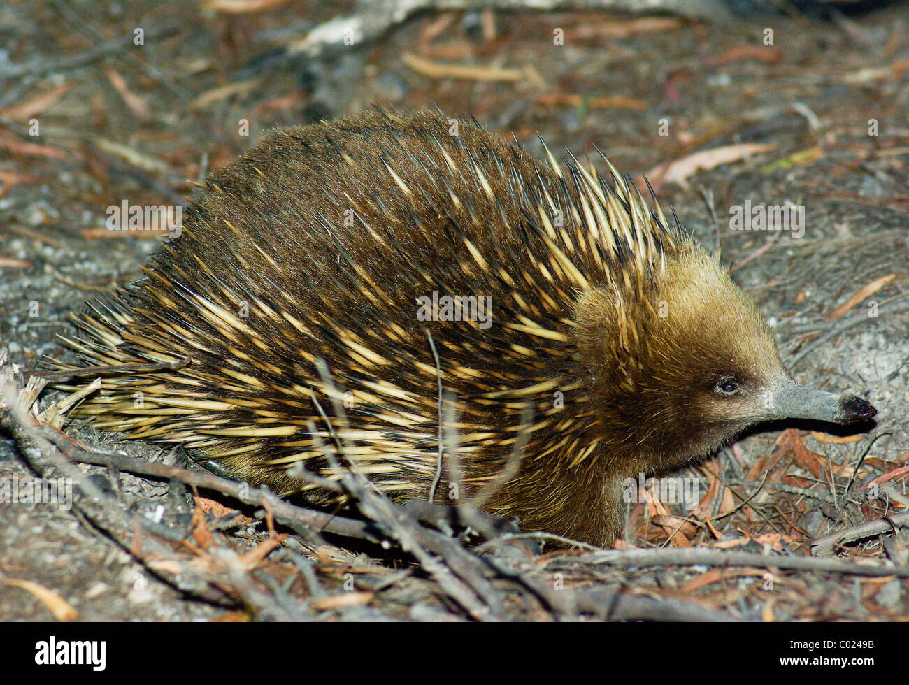 Spiny anteaters tachyglossidae hi-res stock photography and images - Alamy