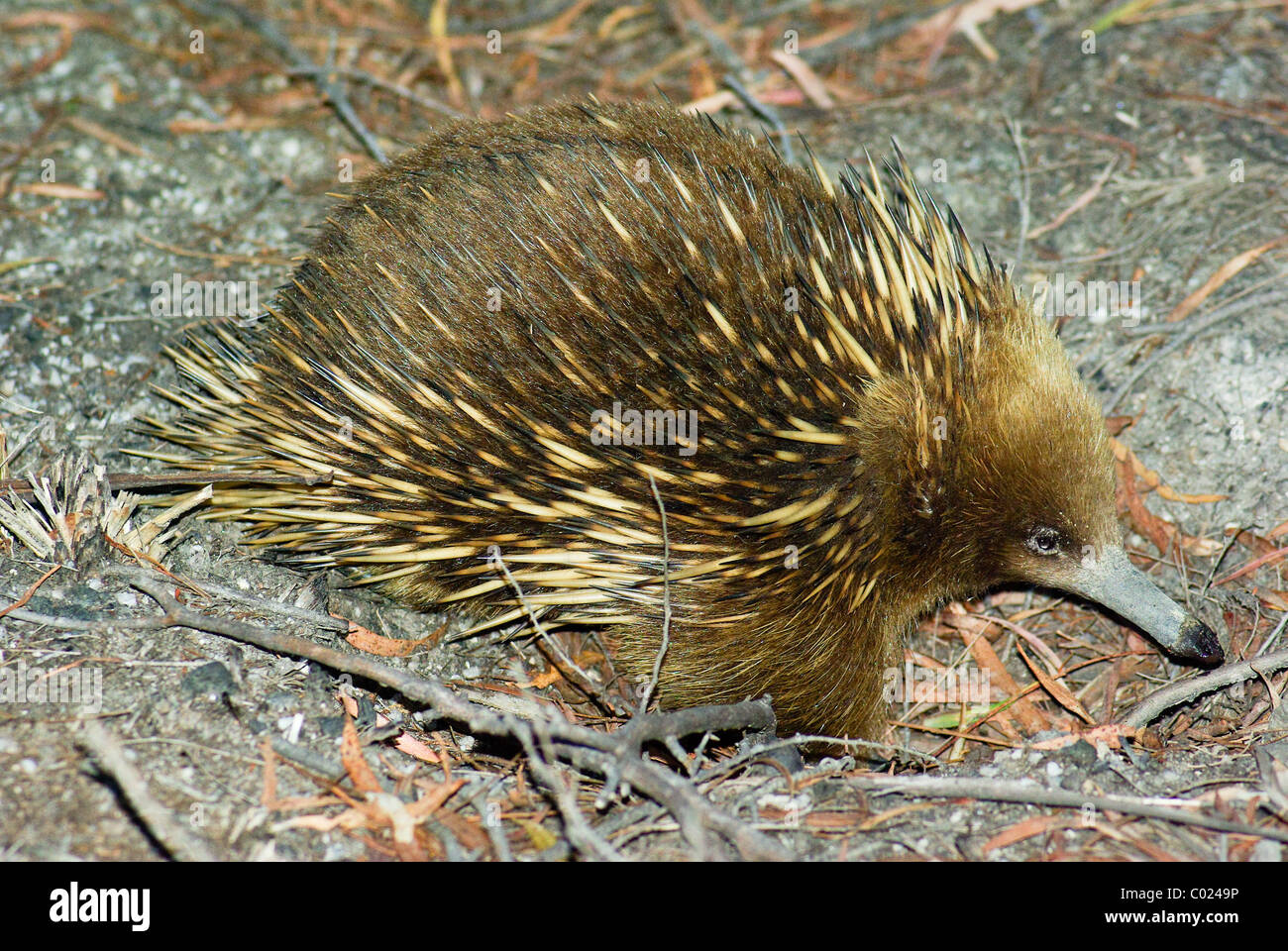 Short-beaked Echidna (Tachyglossus aculeatus setosus) also known as ...