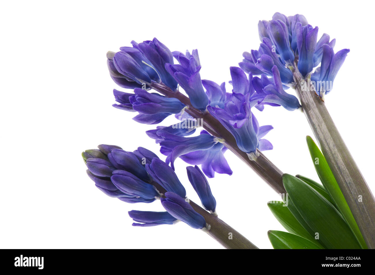 Blue purple hyacinths hi-res stock photography and images - Alamy